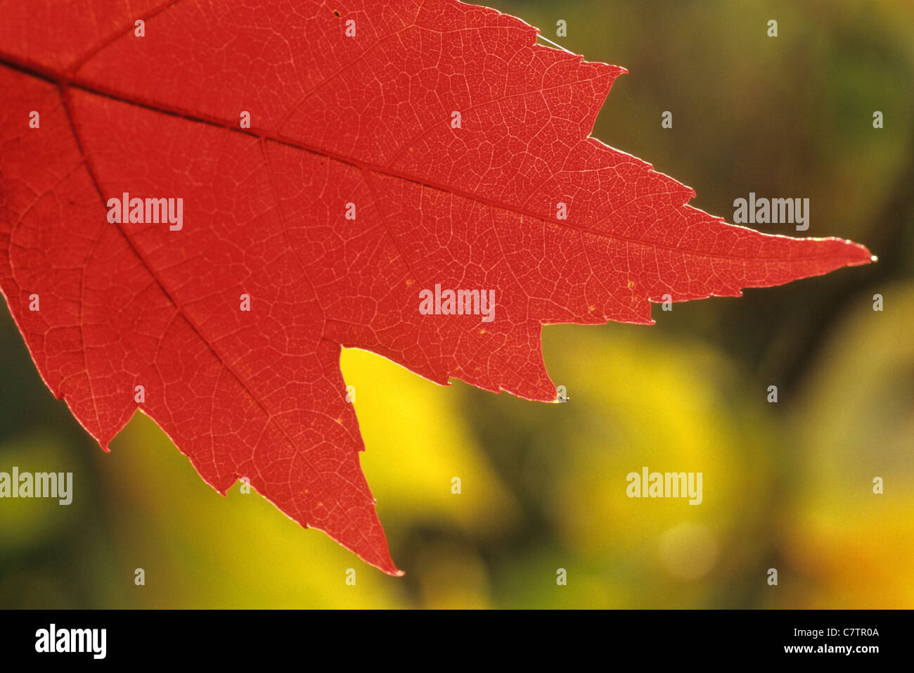 Red maple leave close-up Stock Photo - Alamy