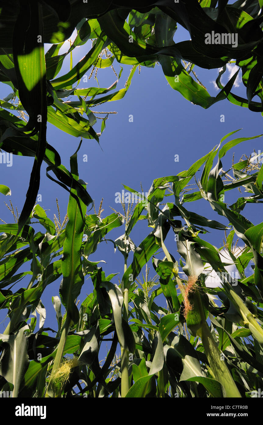 Inside a corn field looking up through the corn in Saskatchewan, Canada ...