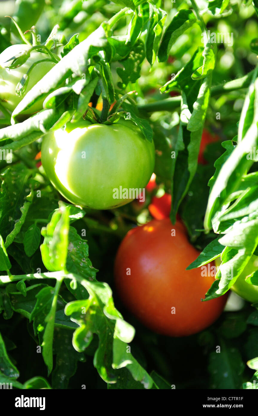 Ripen plant red green hi-res stock photography and images - Alamy
