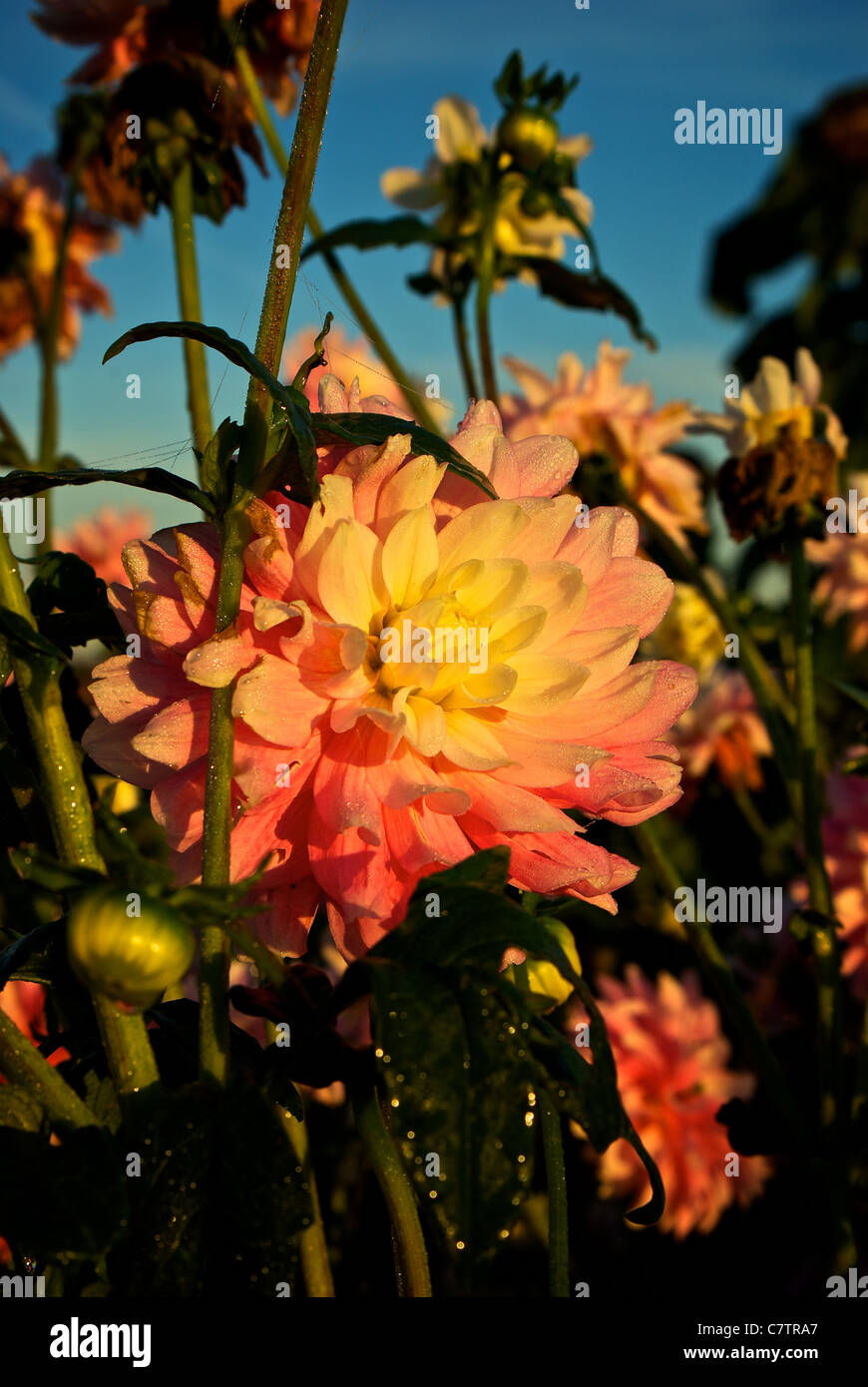Dahlia farming hi-res stock photography and images - Alamy