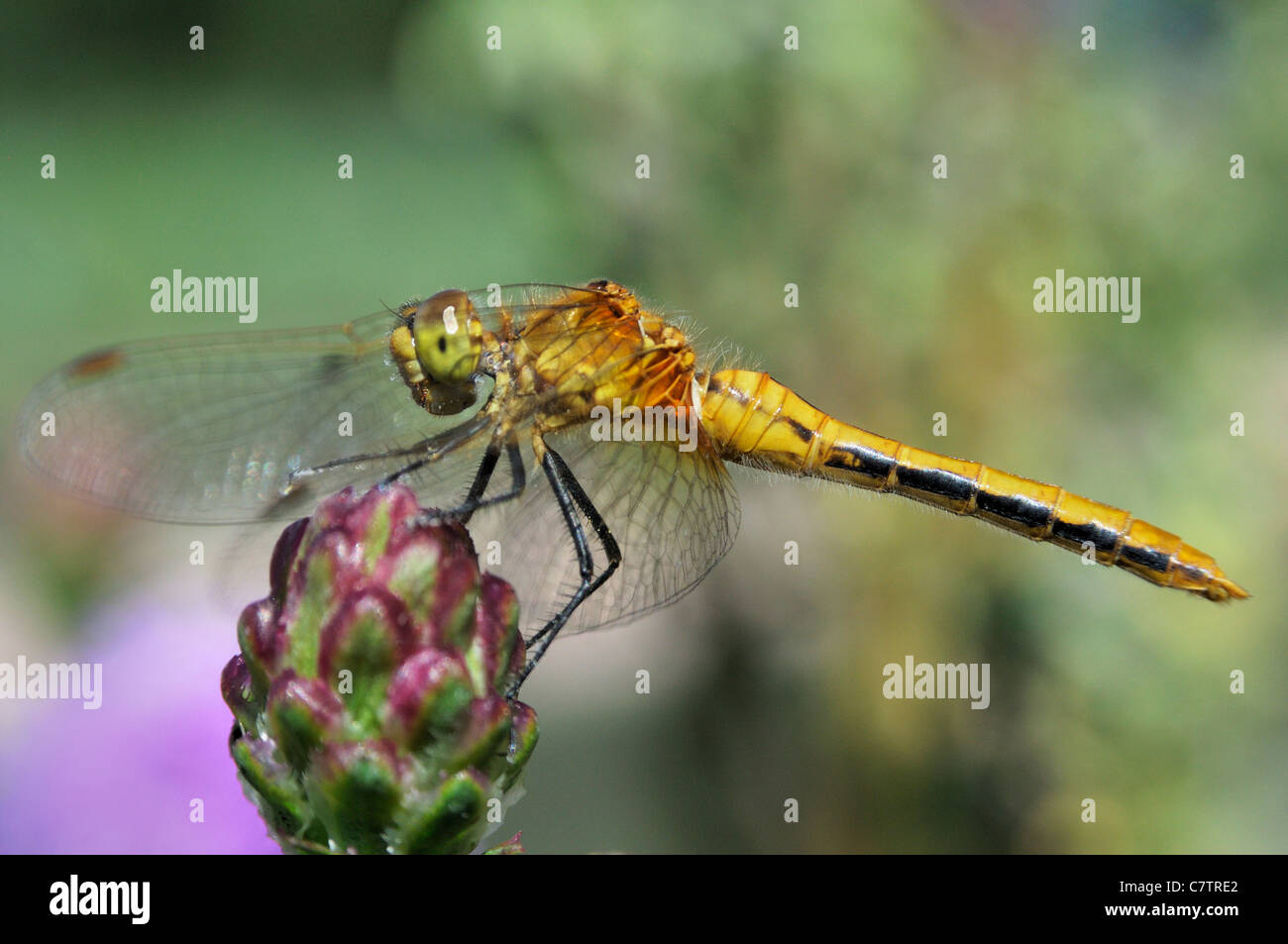 A macro shot of a yellow dragonfly atop a flower in Saskatchewan ...