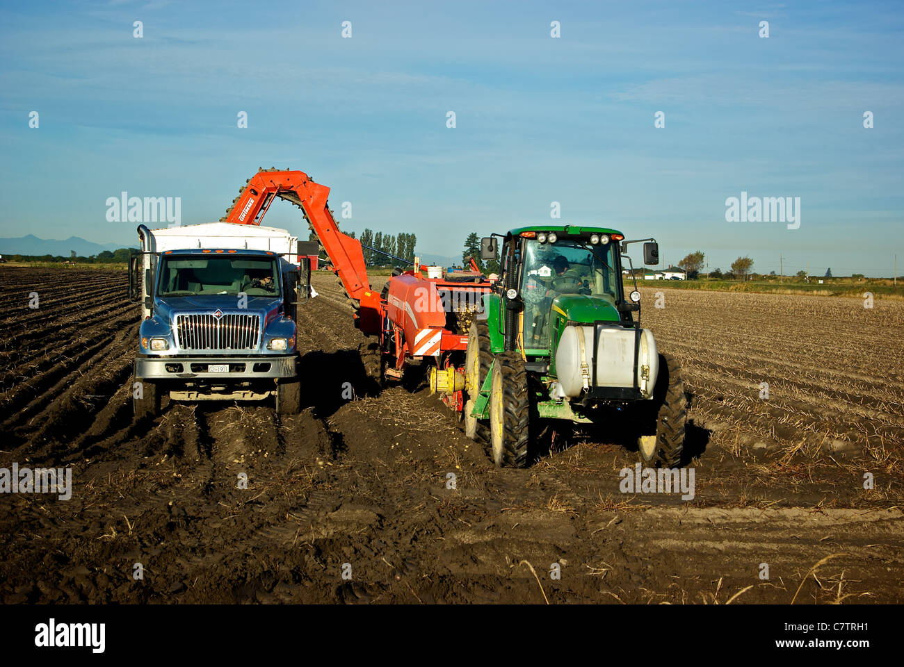 Tractor hauling potato harvesting combine truck farm field autumn ...