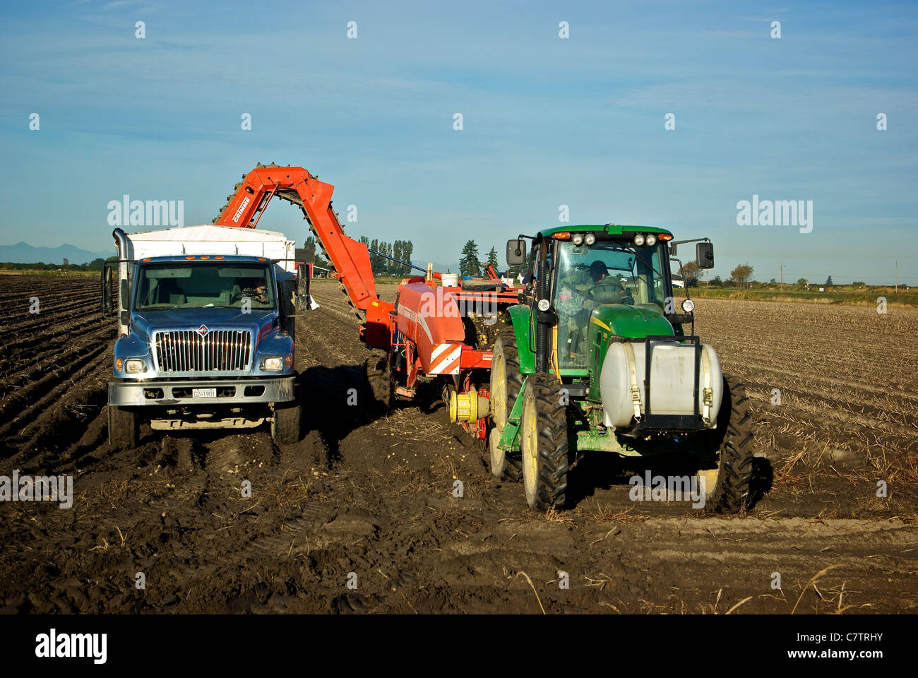 Tractor hauling potato harvesting combine truck farm field autumn ...