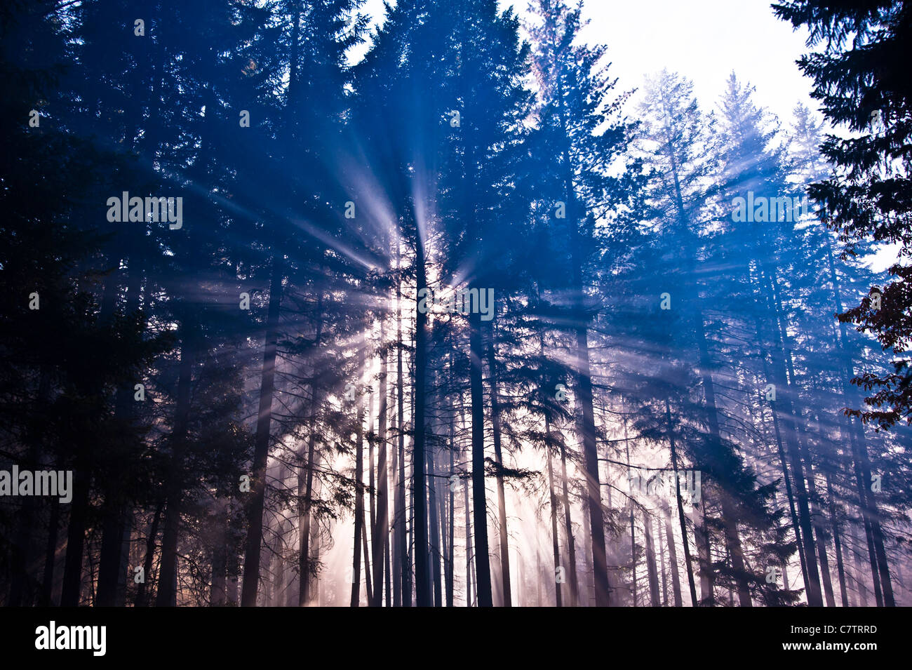 Early morning fog in this Oregon forest in the autumn time. A cloud ...