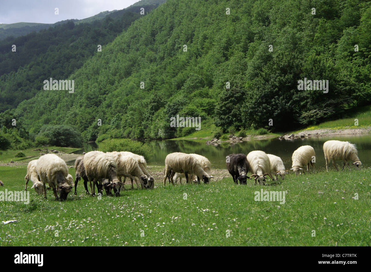 Gacko High Resolution Stock Photography and Images - Alamy