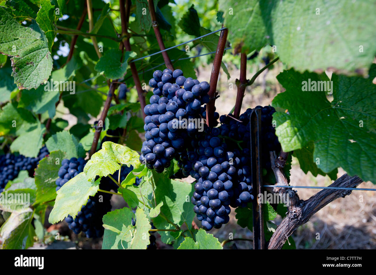 Red grapes cluster hanging in the Lavaux wine growing region of Lake ...