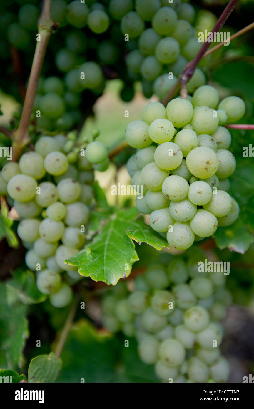 White Wine Grapes Sweet To Dry at Lucinda Mckellar blog