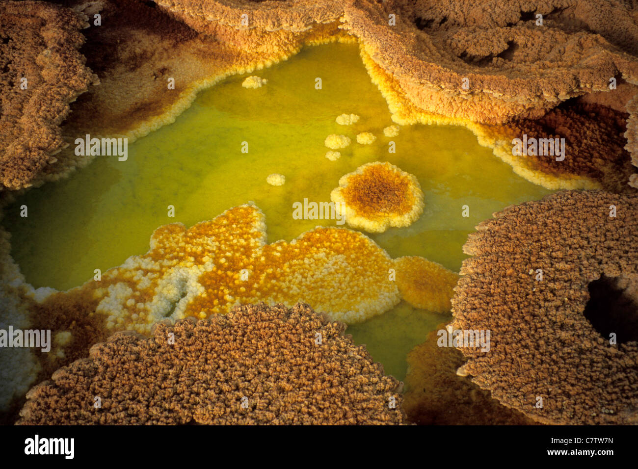 Dancalia hi-res stock photography and images - Alamy