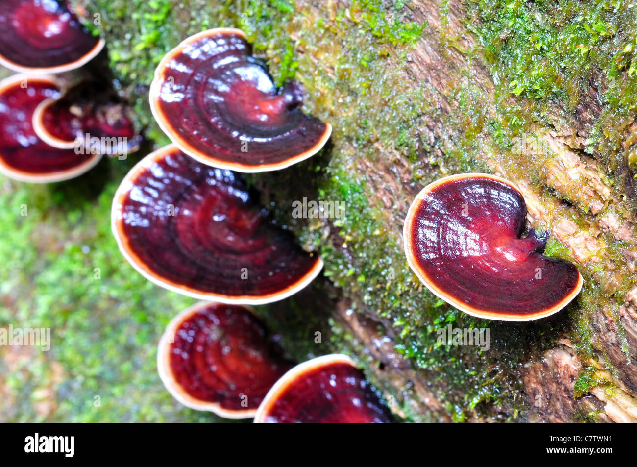 wild fan fungus Stock Photo - Alamy