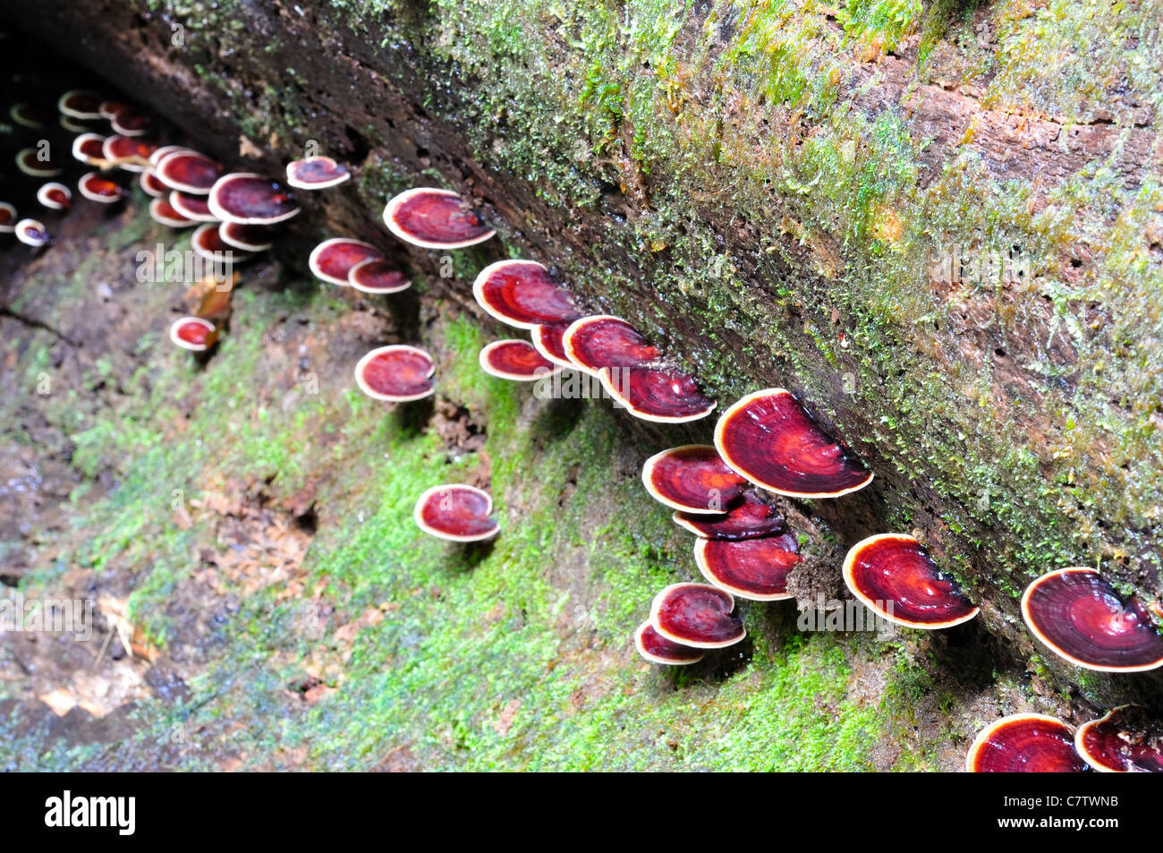 wild fan fungus Stock Photo - Alamy