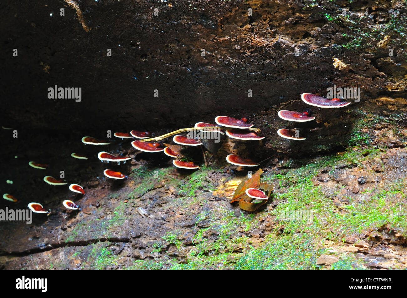 wild fan fungus Stock Photo - Alamy