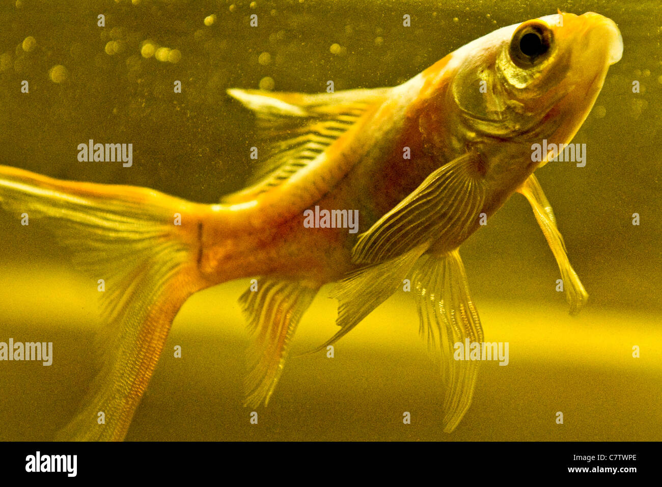 Individual fish hi-res stock photography and images - Alamy