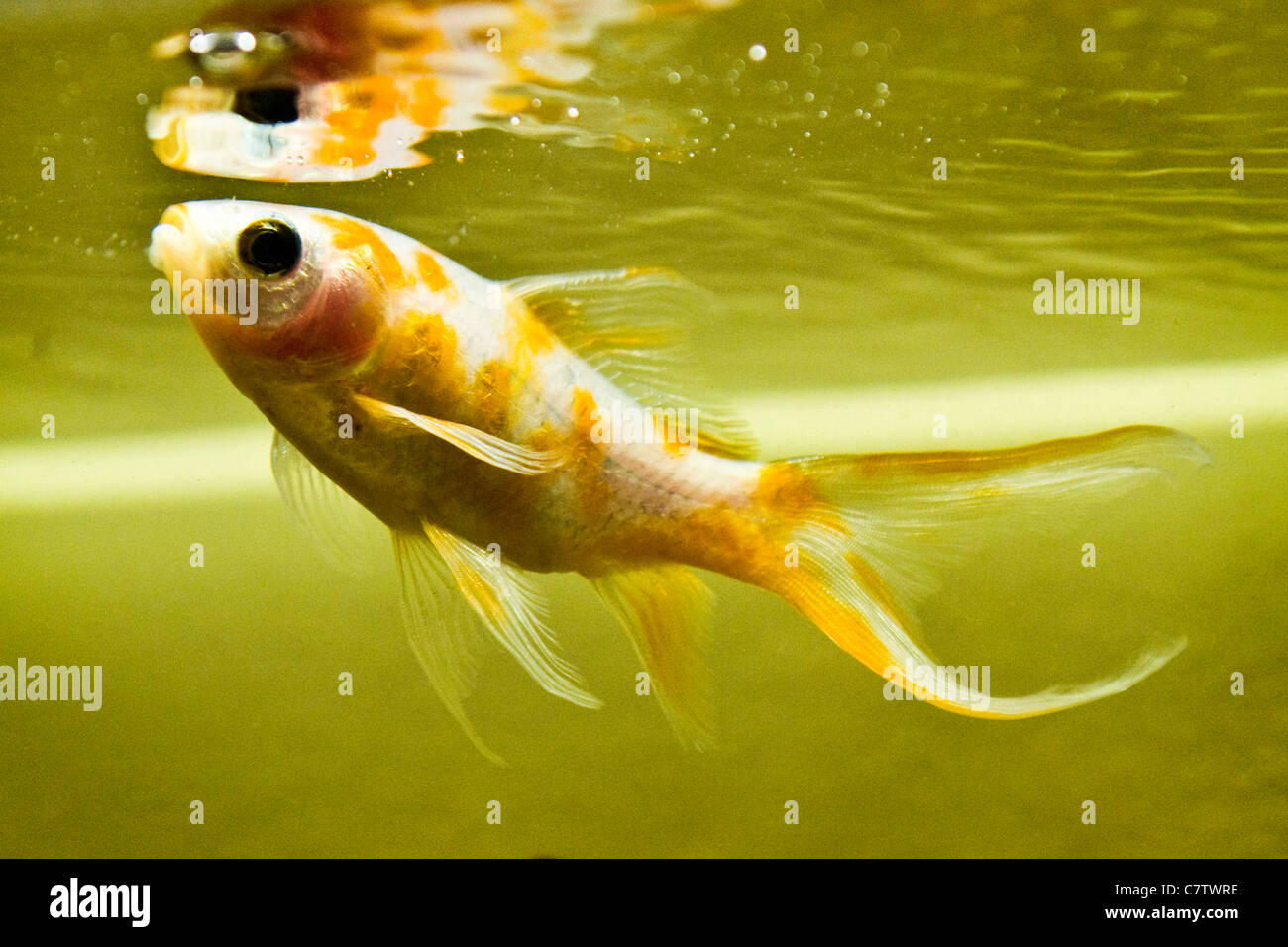 Fish in aquarium Stock Photo - Alamy
