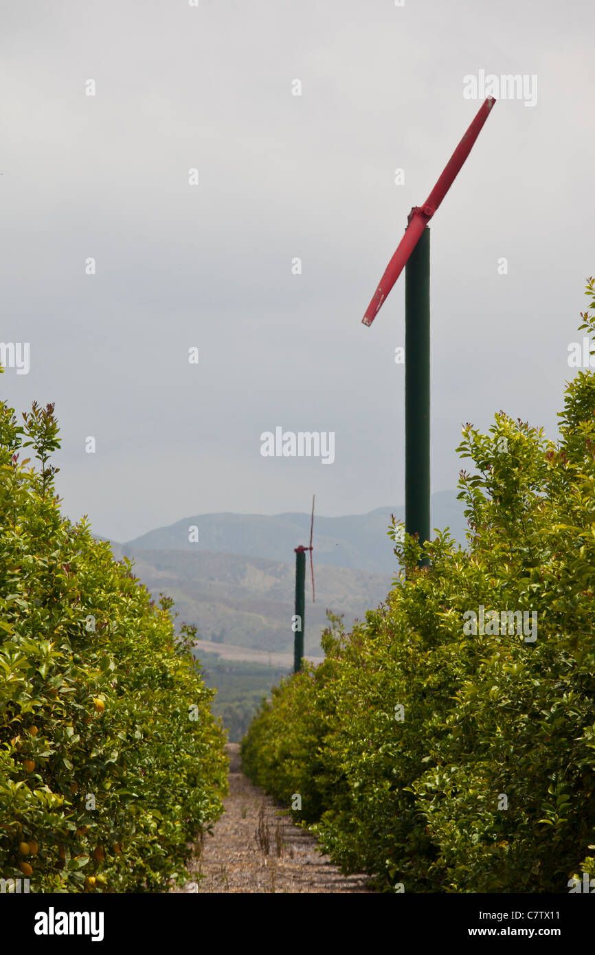 Citrus grove frost hi-res stock photography and images - Alamy