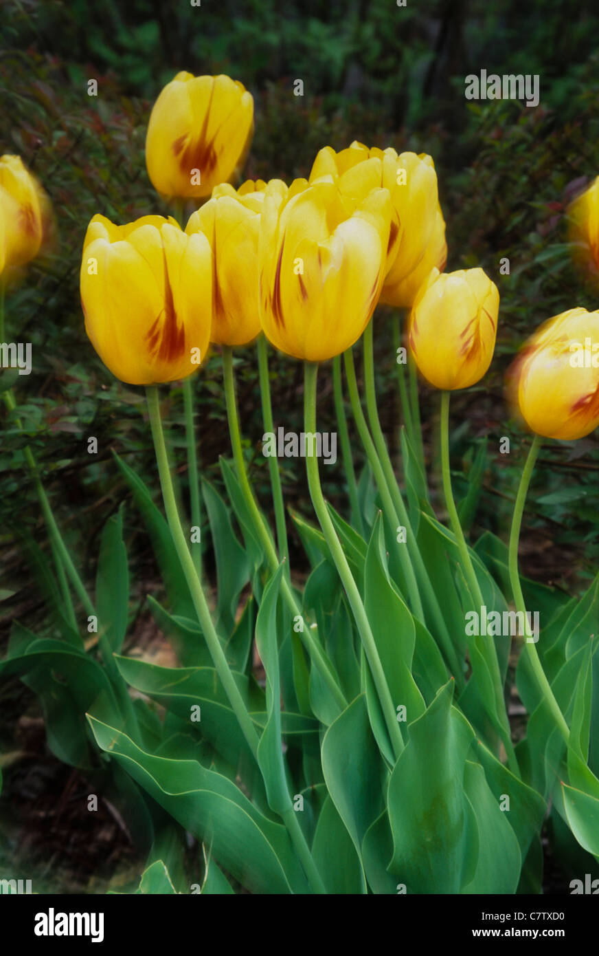 Yellow dancing flower hi-res stock photography and images - Alamy