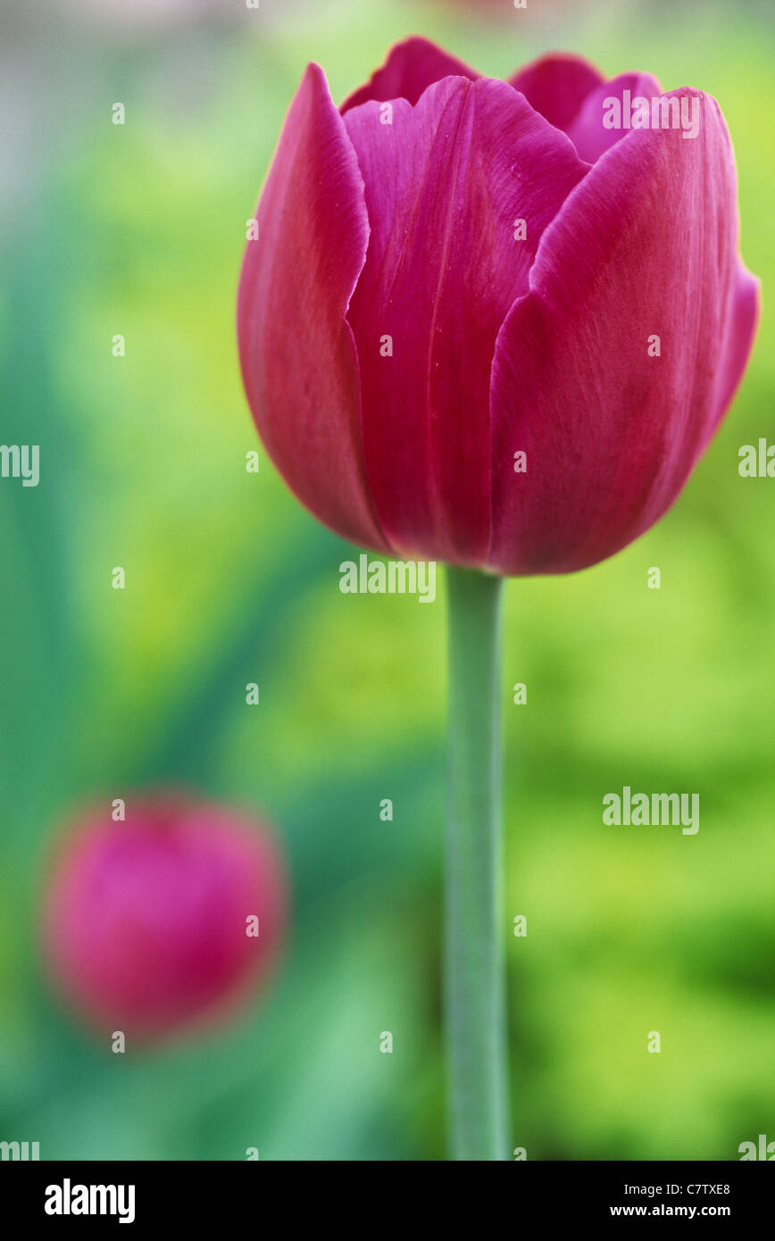 Tulip close up Stock Photo - Alamy