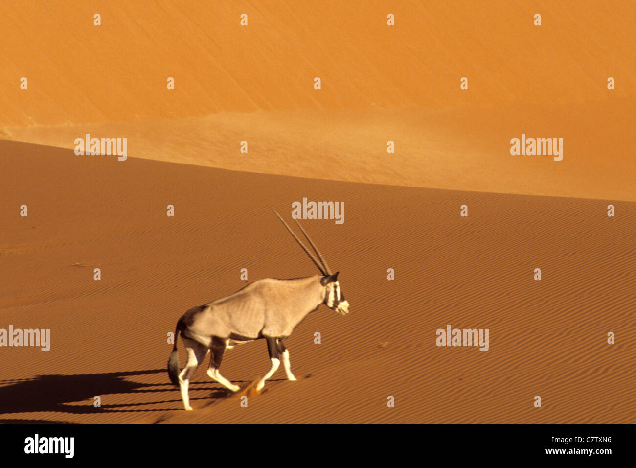 Images antelopes hi-res stock photography and images - Alamy
