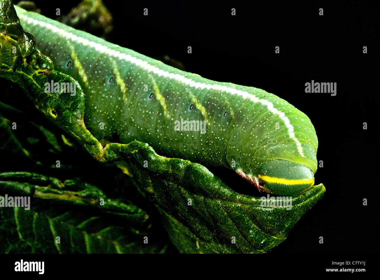 Horn worm hi-res stock photography and images - Alamy