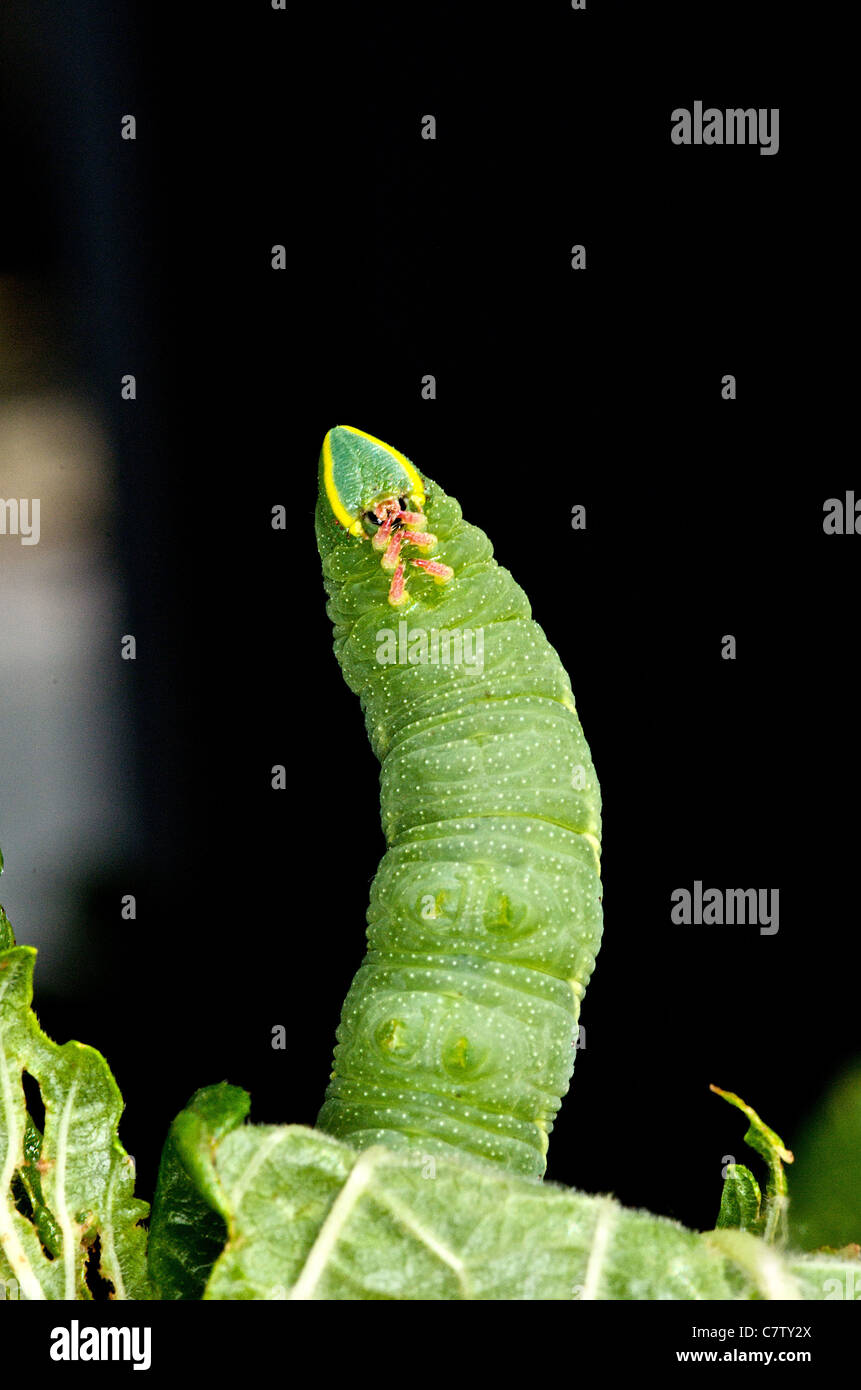Tobacco worm hi-res stock photography and images - Alamy