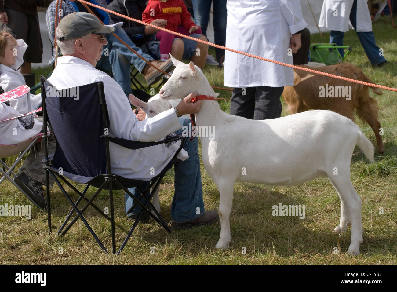 British Saanen Goats awaiting call to go into the show ring. Aylsham ...