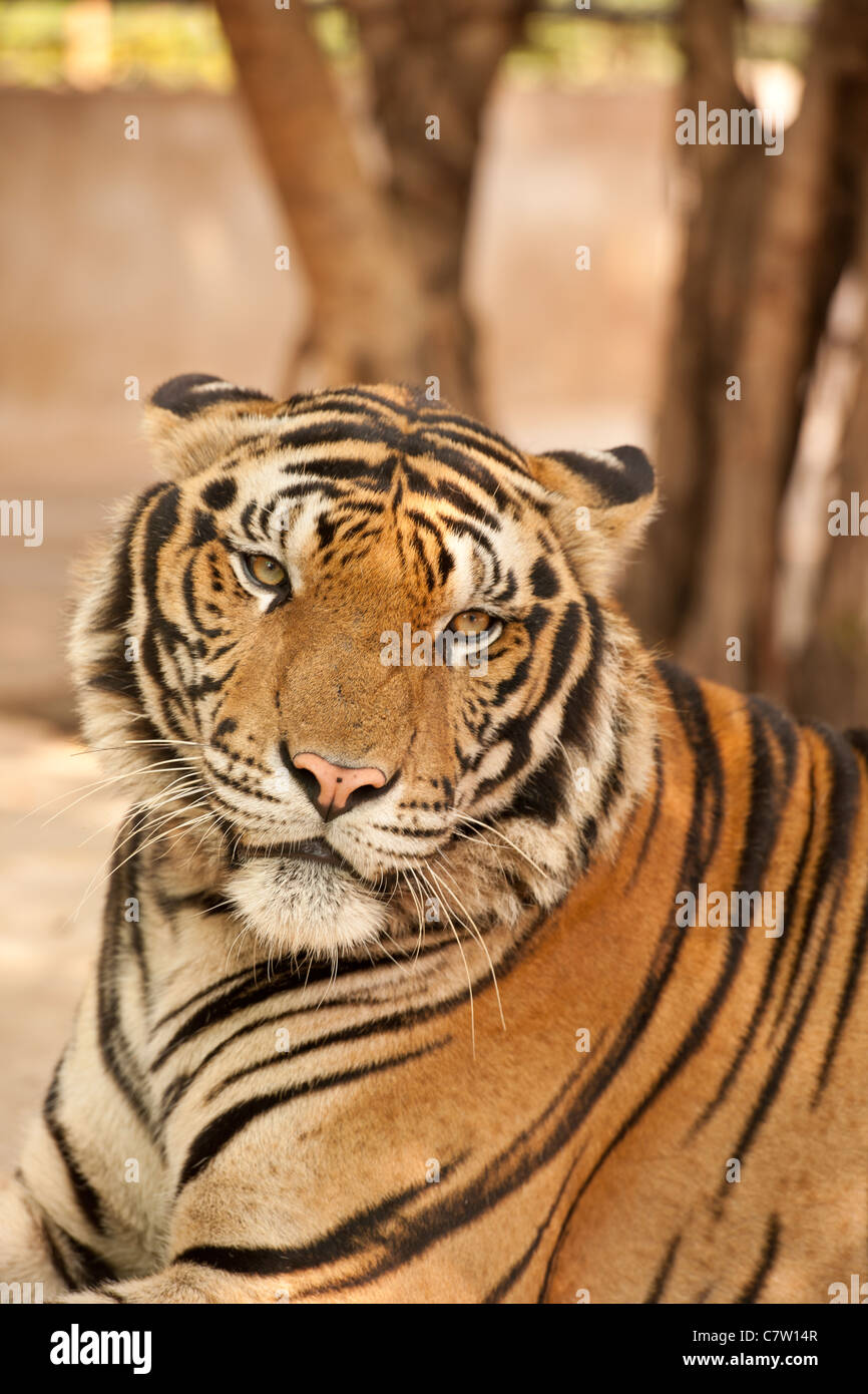 Siberian tiger tiger hi-res stock photography and images - Alamy