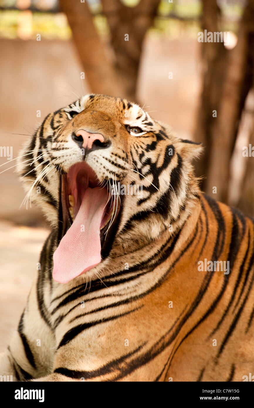 Tiger yawning hi-res stock photography and images - Alamy
