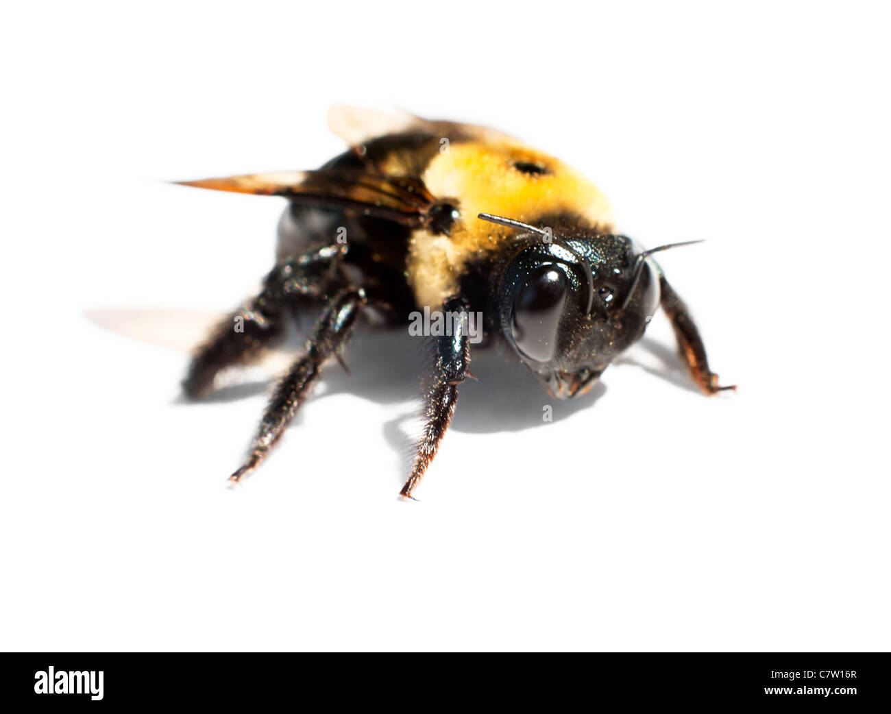 Angry Bee