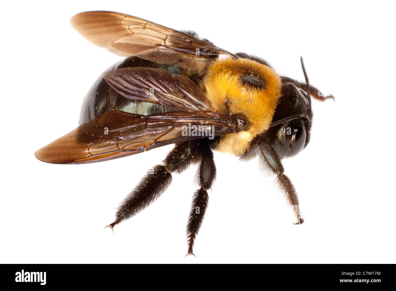 isolated honey bee Stock Photo - Alamy