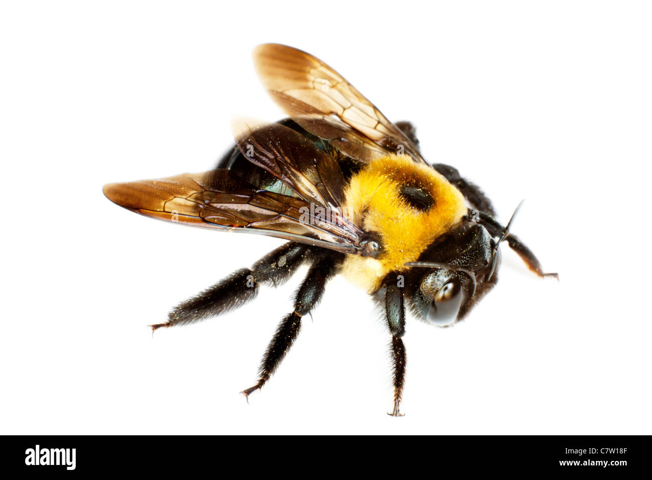 Isolated bumblebee hi-res stock photography and images - Alamy