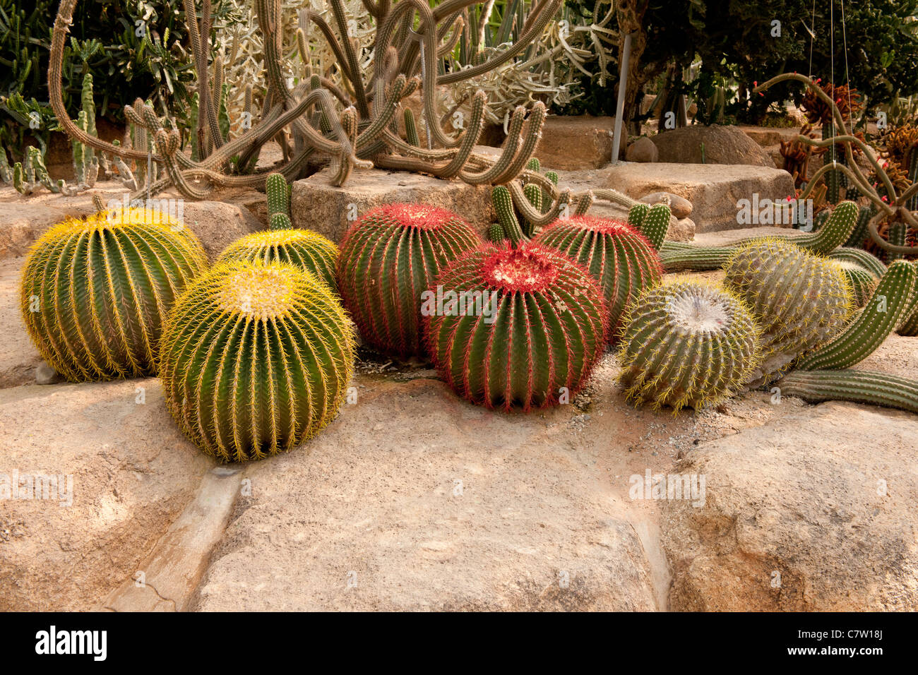 Giant cactus hi-res stock photography and images - Alamy