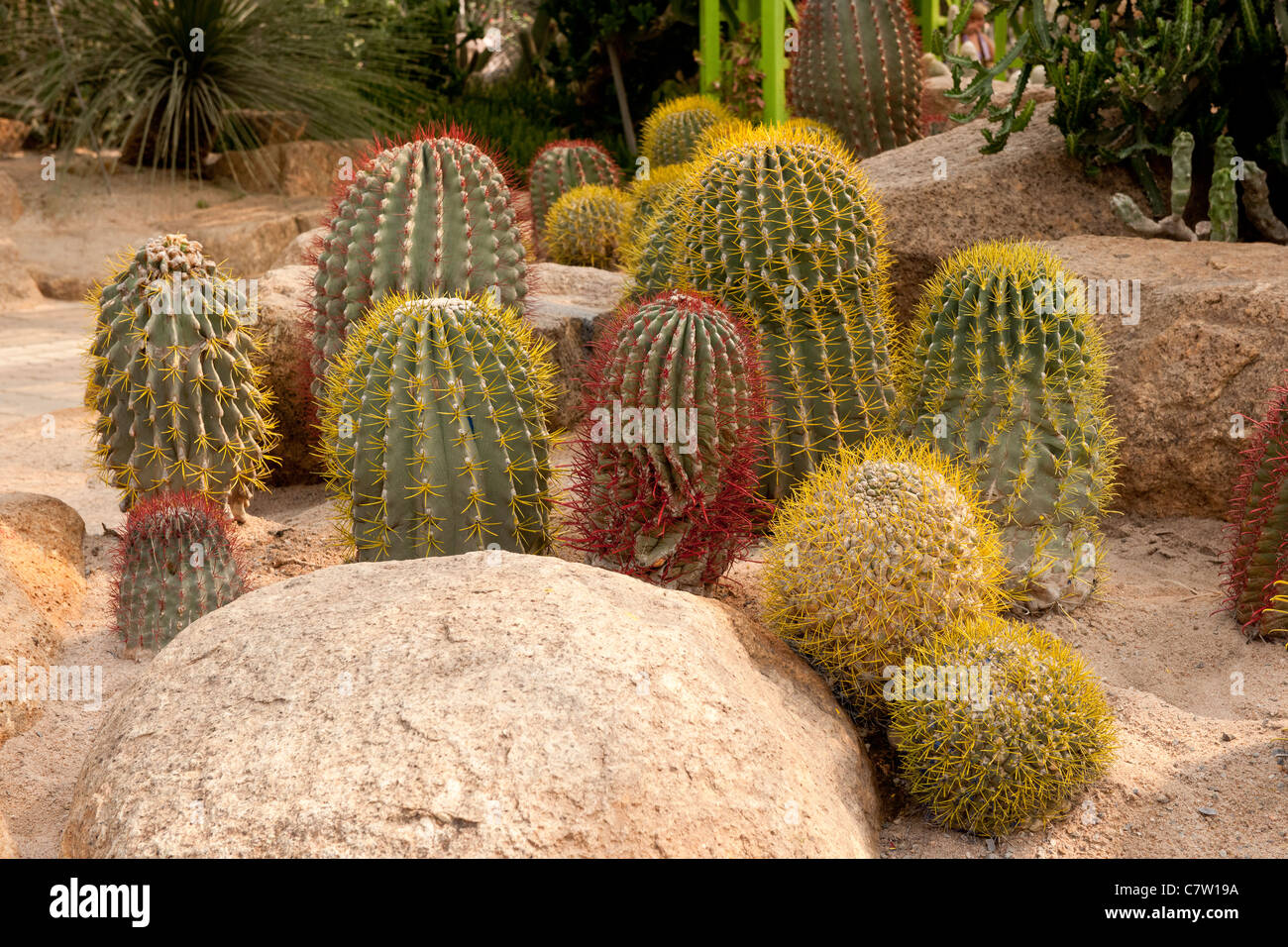 Giant cactus hi-res stock photography and images - Alamy