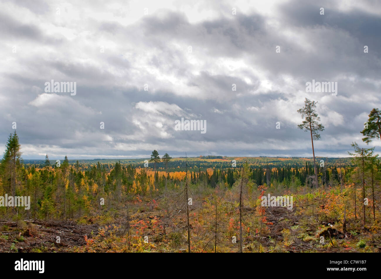 Taiga (boreal forest) in Komi region, northern Russia Stock Photo - Alamy