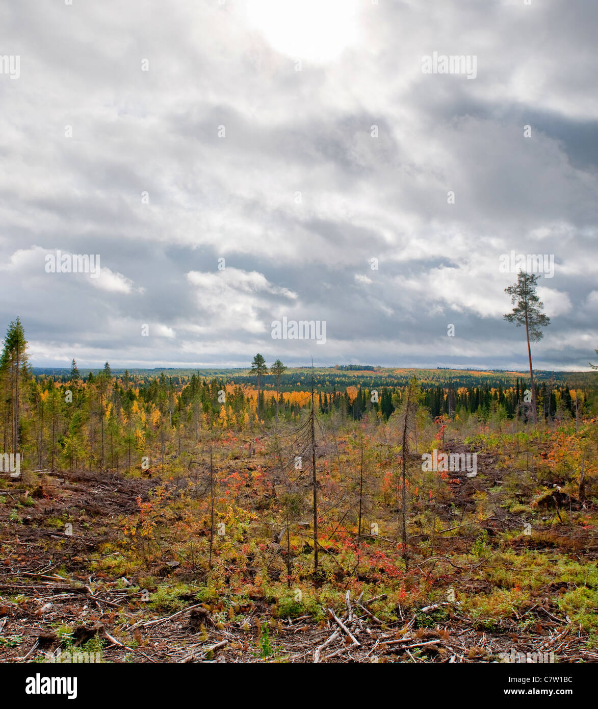 Russia Taiga Forest High Resolution Stock Photography and Images - Alamy