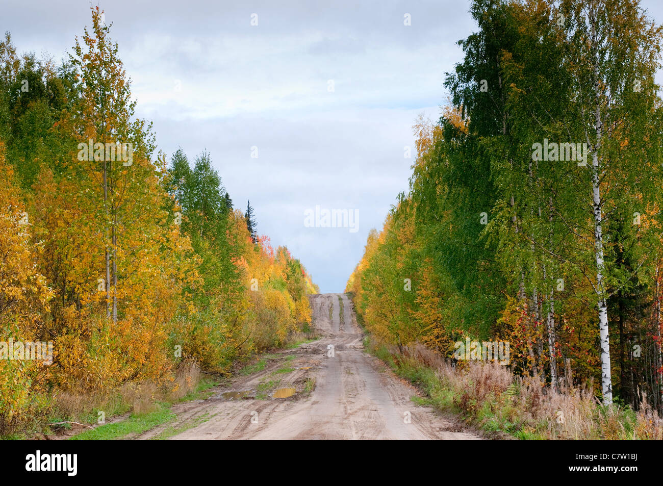 Komi forest hi-res stock photography and images - Alamy