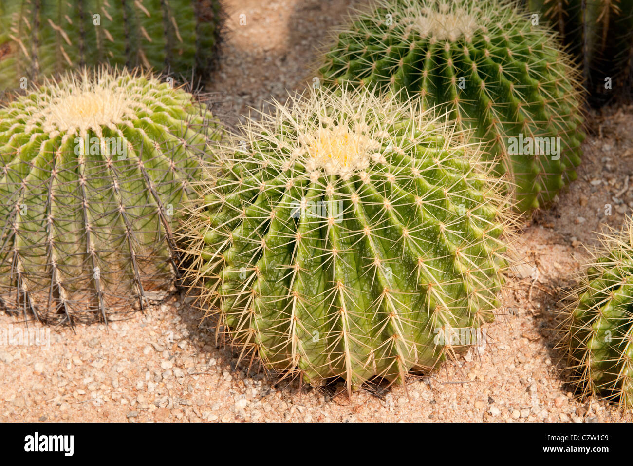 Giant cactus hi-res stock photography and images - Alamy
