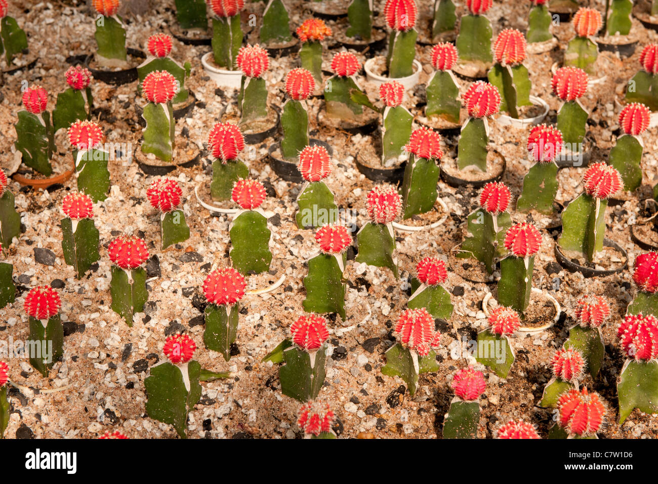 Cactus Plants Stock Photos & Cactus Plants Stock Images - Alamy