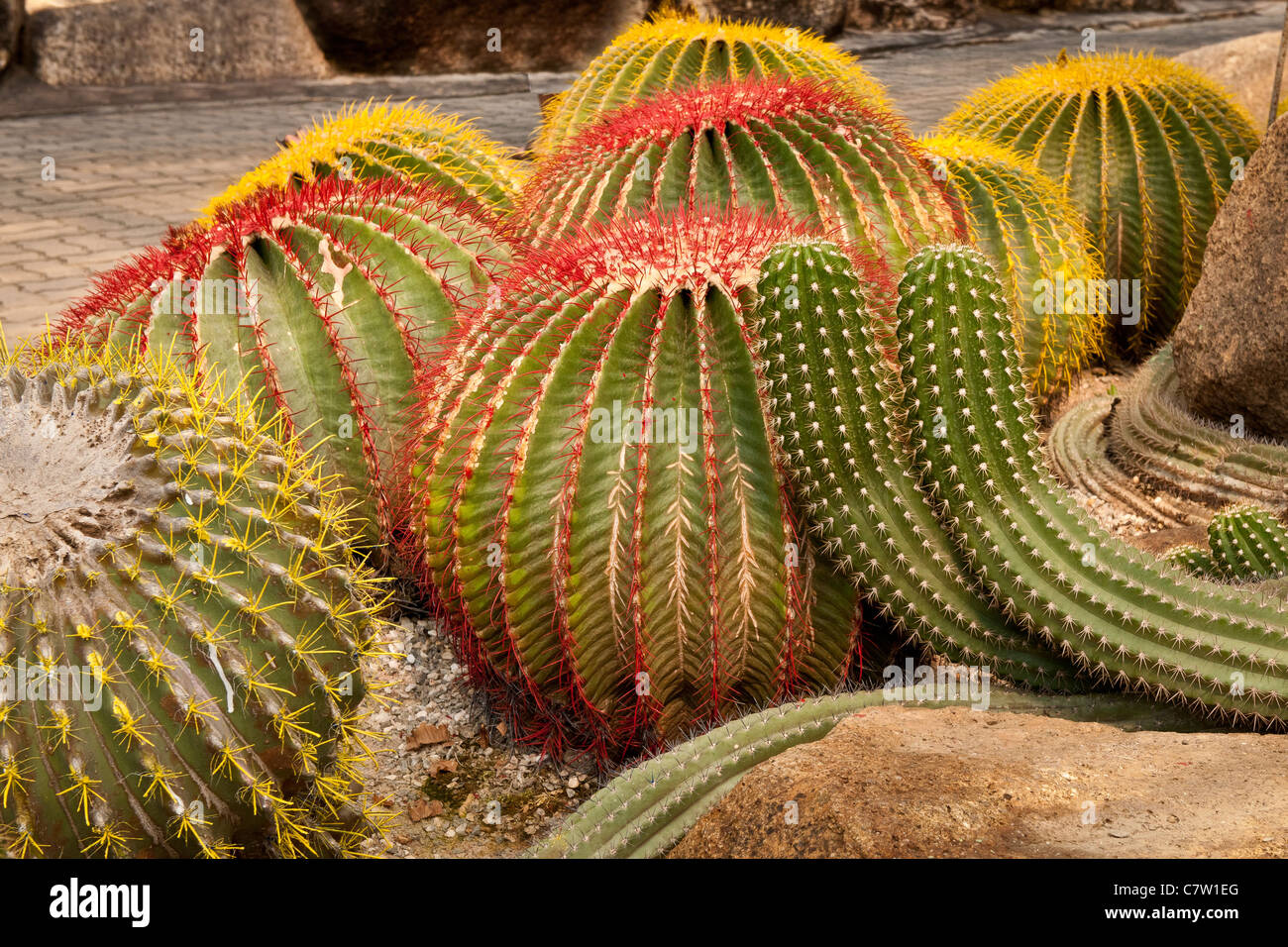 Giant cactus hi-res stock photography and images - Alamy