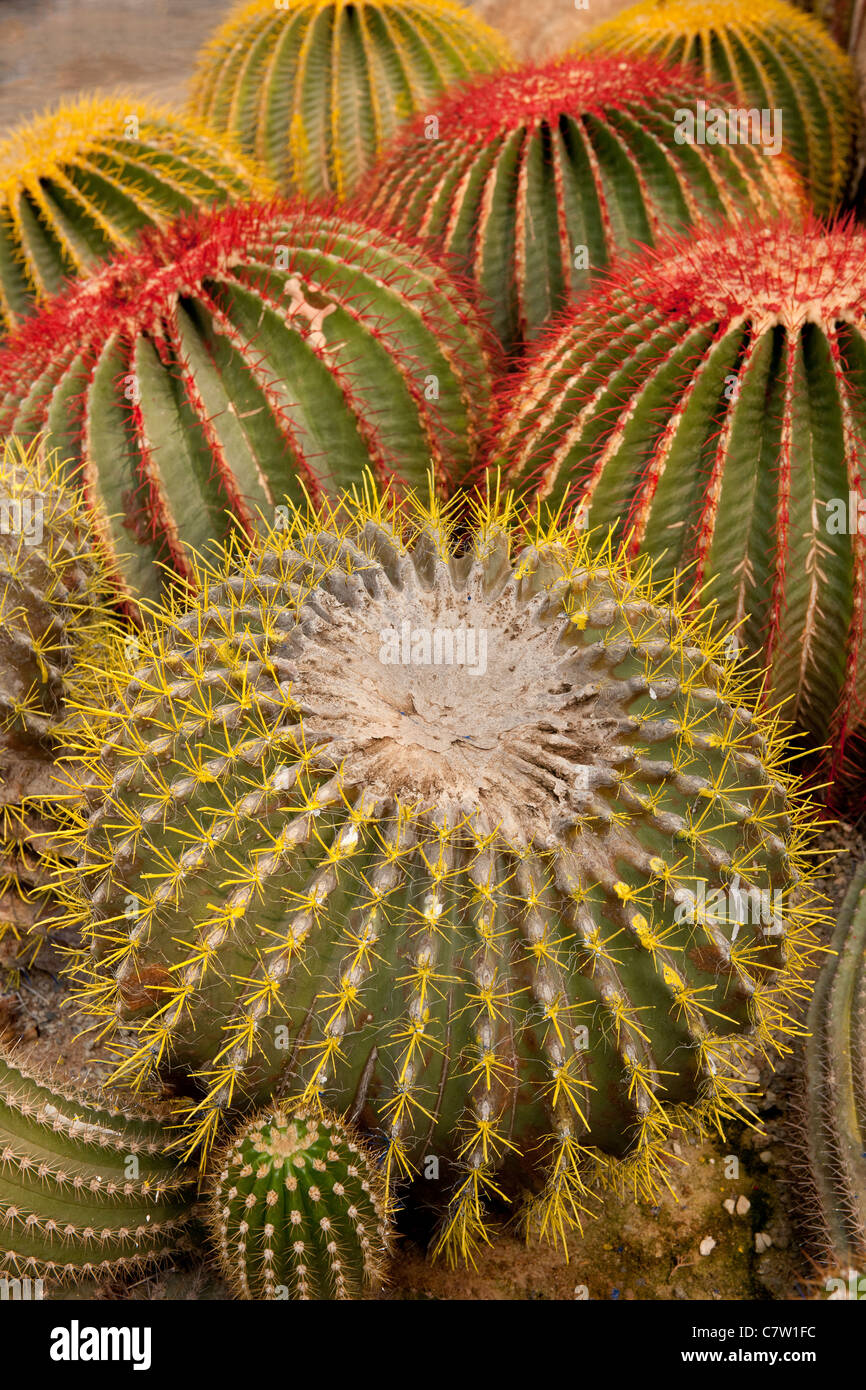 Giant cactus hi-res stock photography and images - Alamy