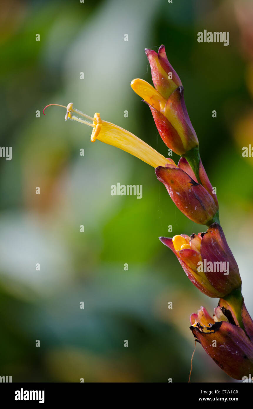 Sanchezia Speciosa Acanthaceae - Yellow Trumpet Flower Stock Photo - Alamy