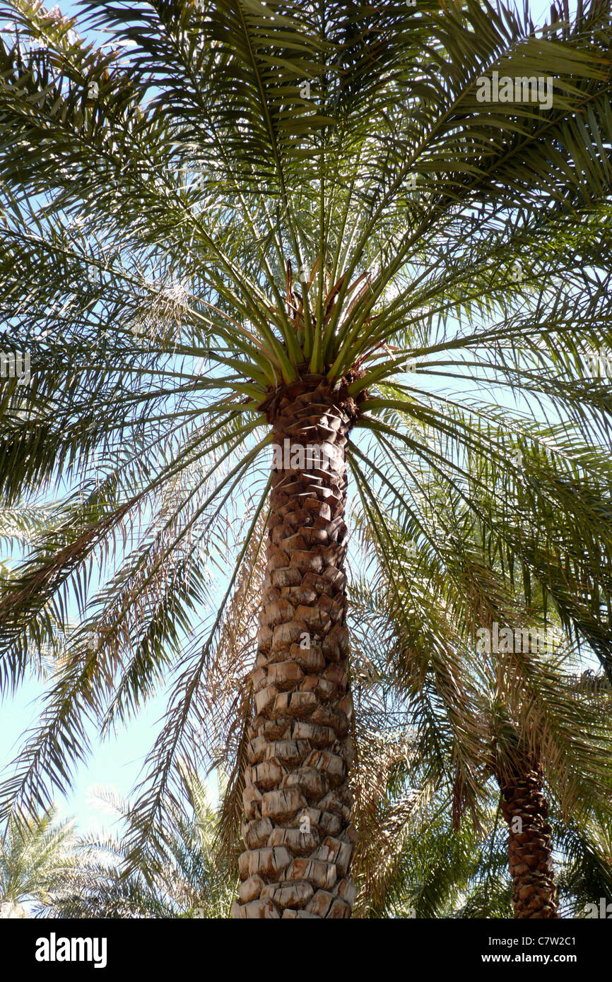 Palm trunk perspective hi-res stock photography and images - Alamy