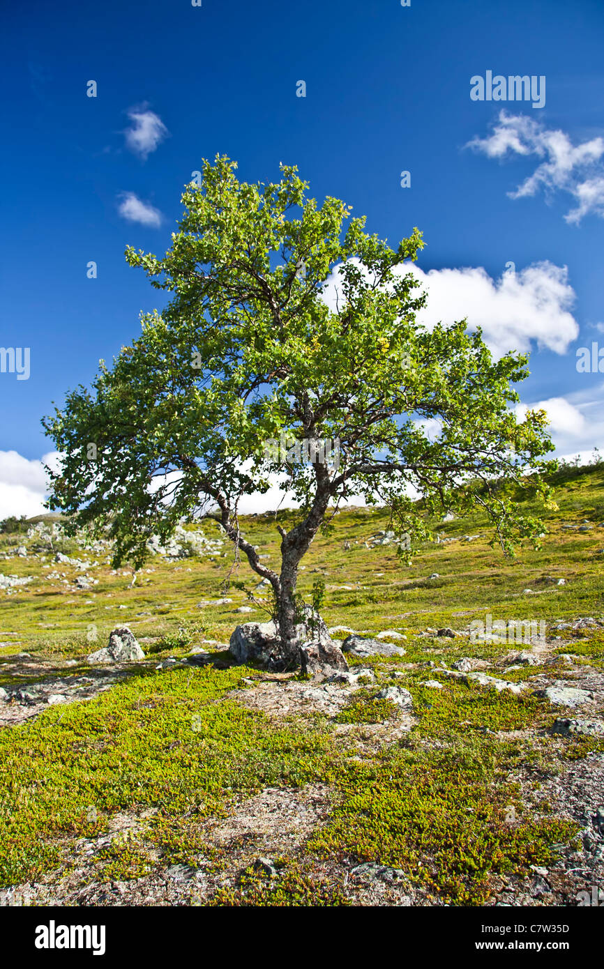 Beautiful wild landscape of lonely tree and blue sky Stock Photo - Alamy