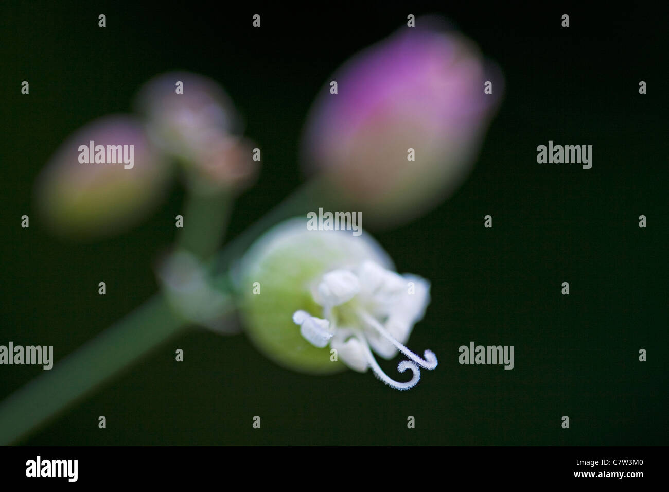 Bladder ball hi-res stock photography and images - Alamy