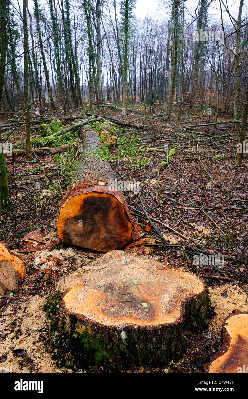 Logged tree hi-res stock photography and images - Alamy