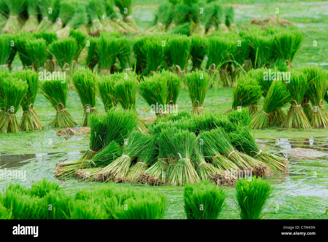 Indochina rice seedlings hi-res stock photography and images - Alamy