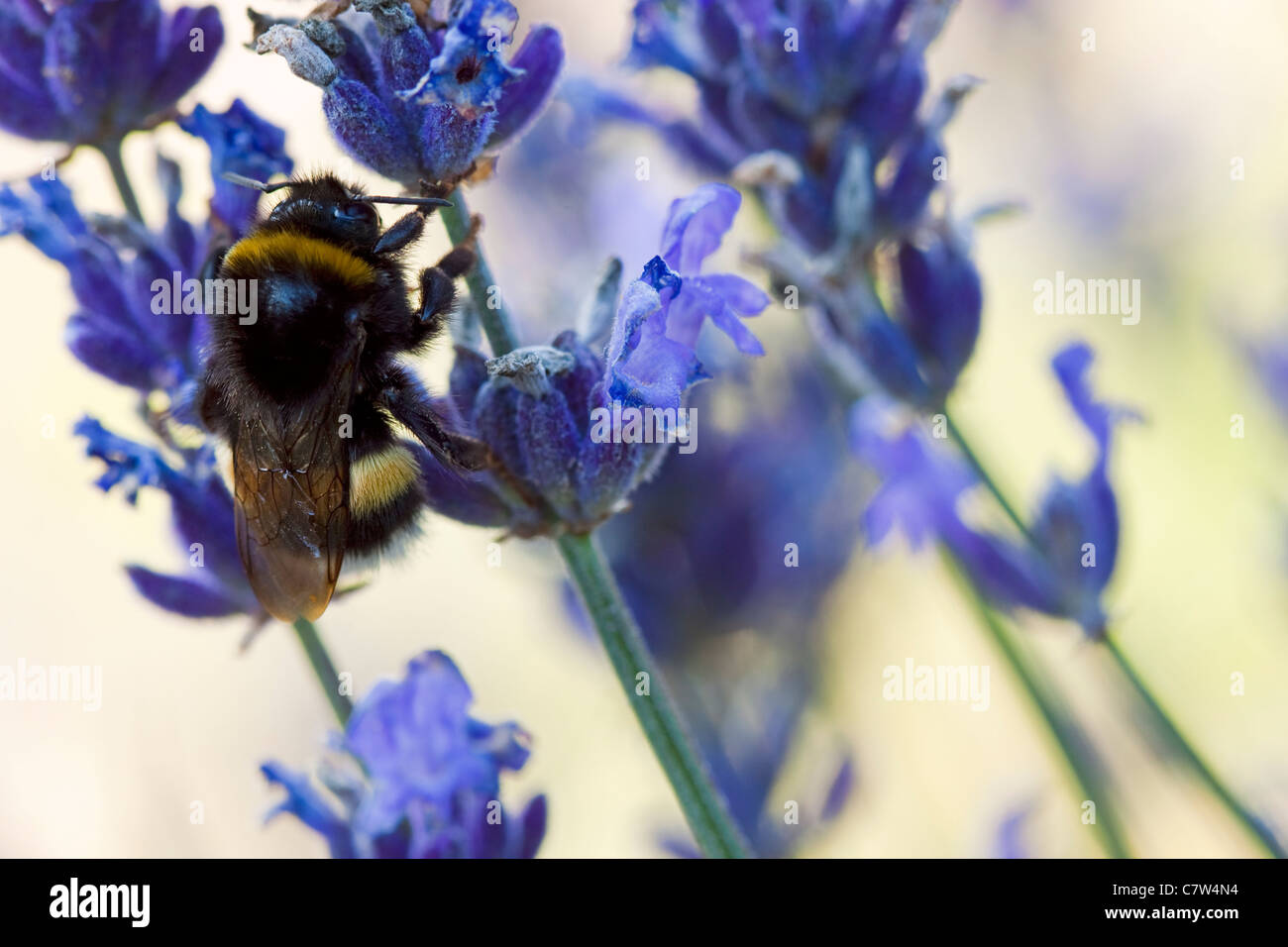 Heather and bumblebee hi-res stock photography and images - Alamy