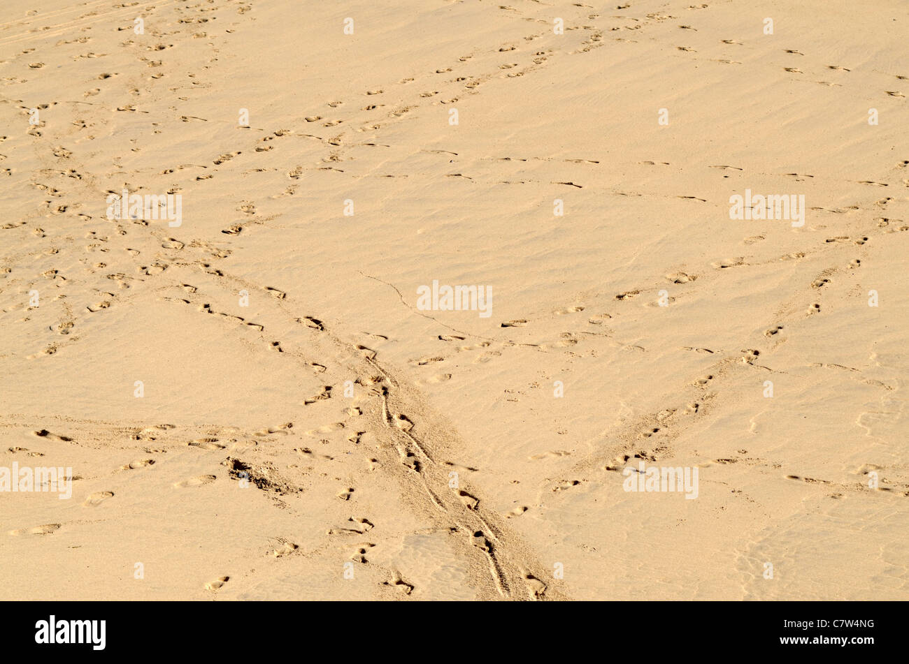 Footprints crossing St. Ives Beach Cornwall UK Stock Photo - Alamy
