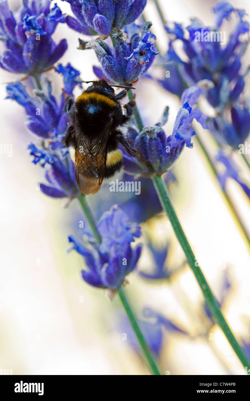 bumblebee on heather Stock Photo - Alamy