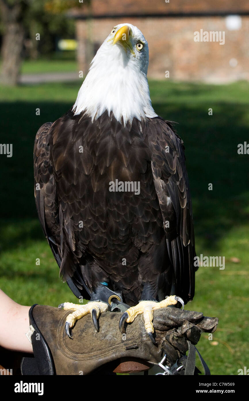 Head Shot of a Female Bald Eagle Haliaeetus Leucocephalus Stock Photo ...