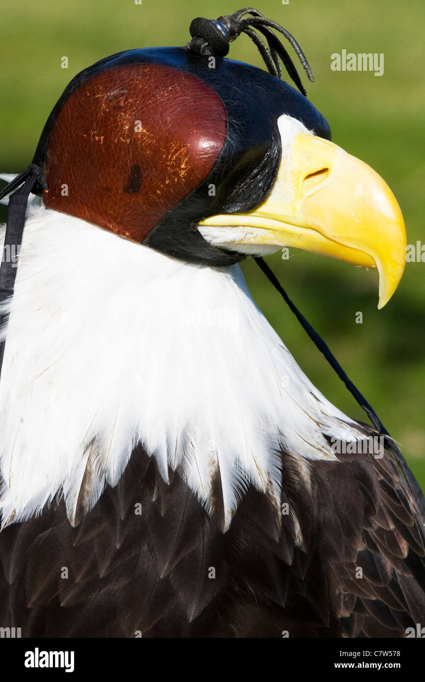 Female bald eagle hi-res stock photography and images - Alamy