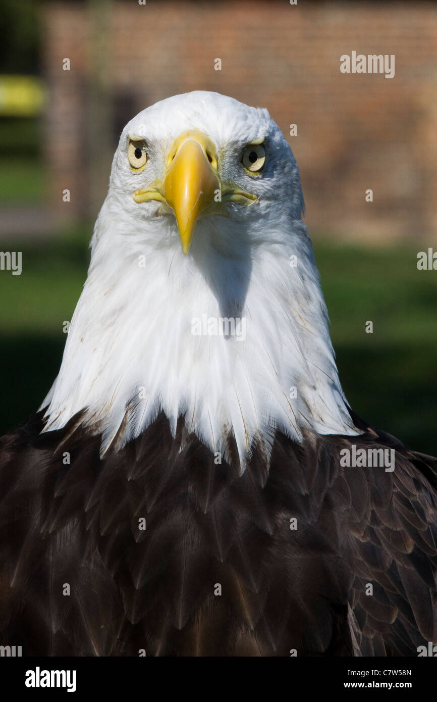 Head Shot of a Female Bald Eagle Haliaeetus Leucocephalus Stock Photo ...